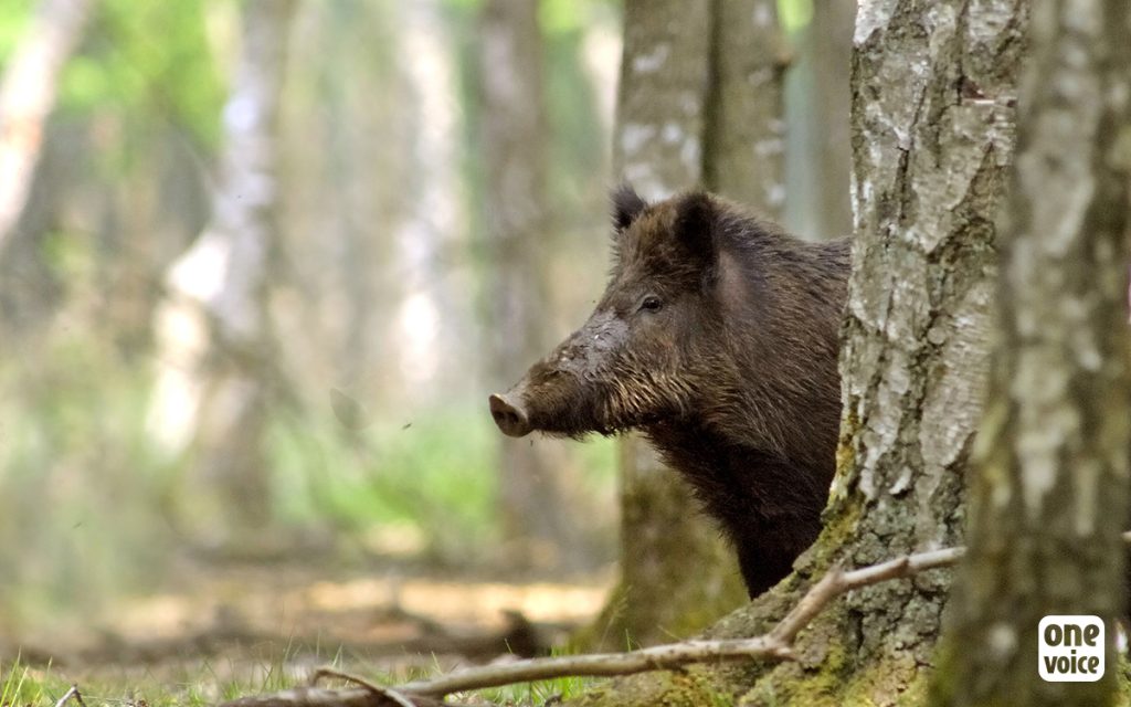 Night-time shooting of wild boars in Moselle: an order without limits ...