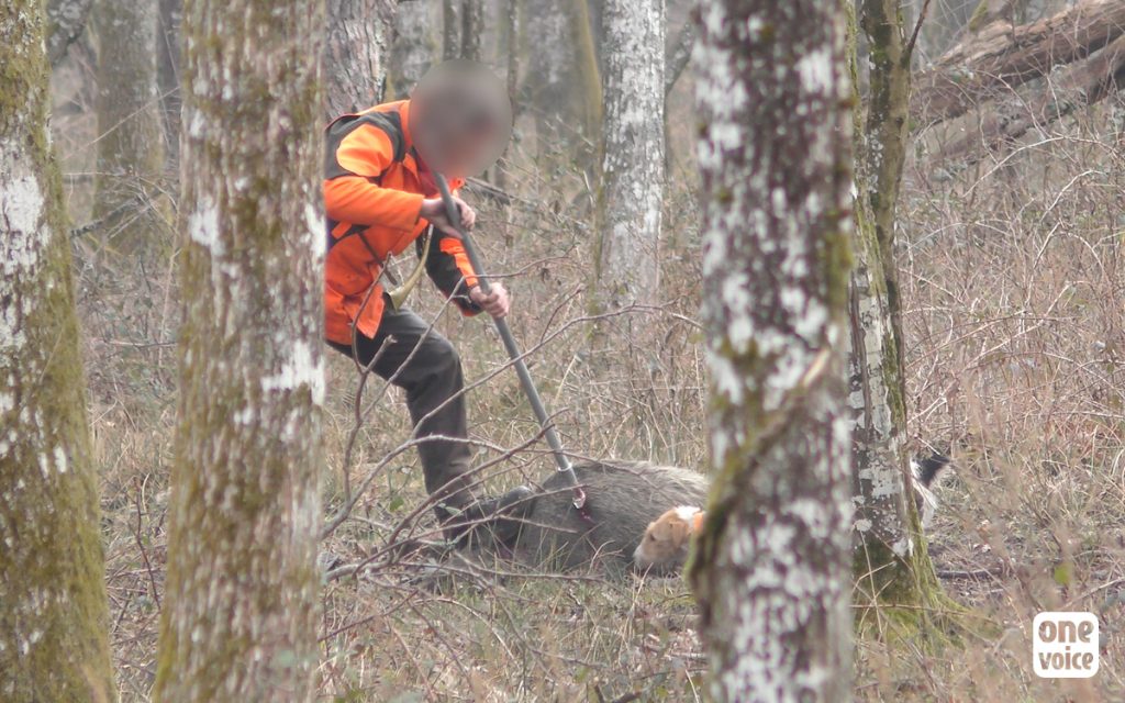 All over France, hunters are terrorising animals and humans with ...