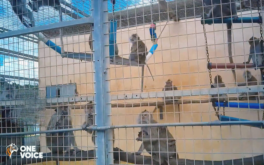 To carry out even more tests on monkeys, the State is providing 30 ...