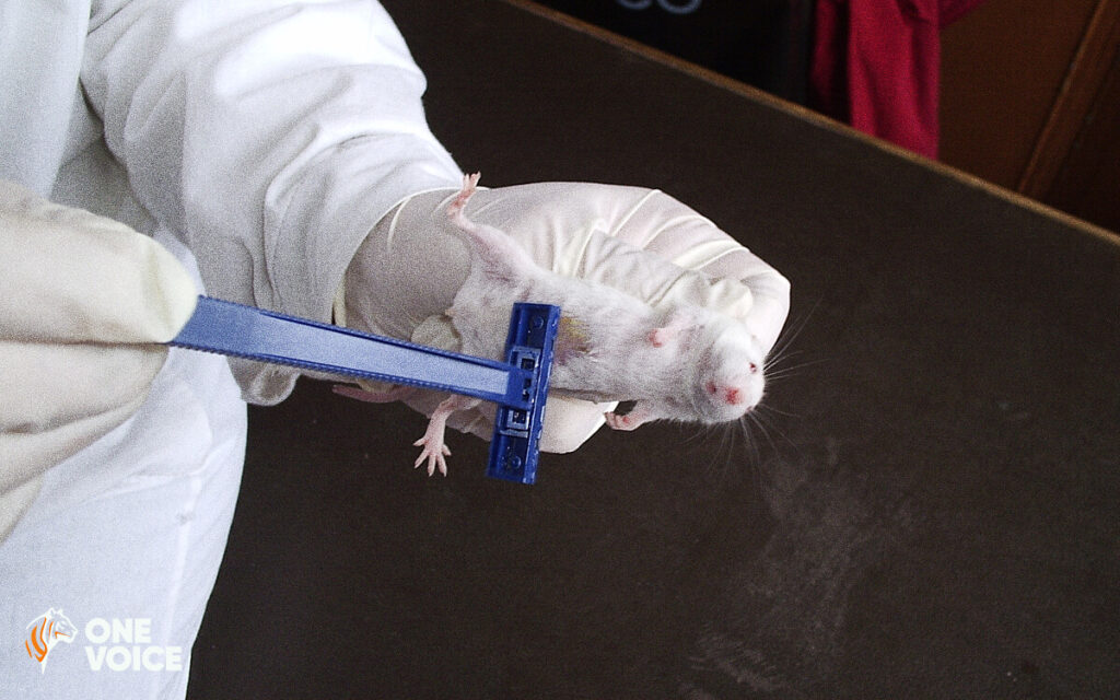 Tens of thousands of animals are still used to train students and ...