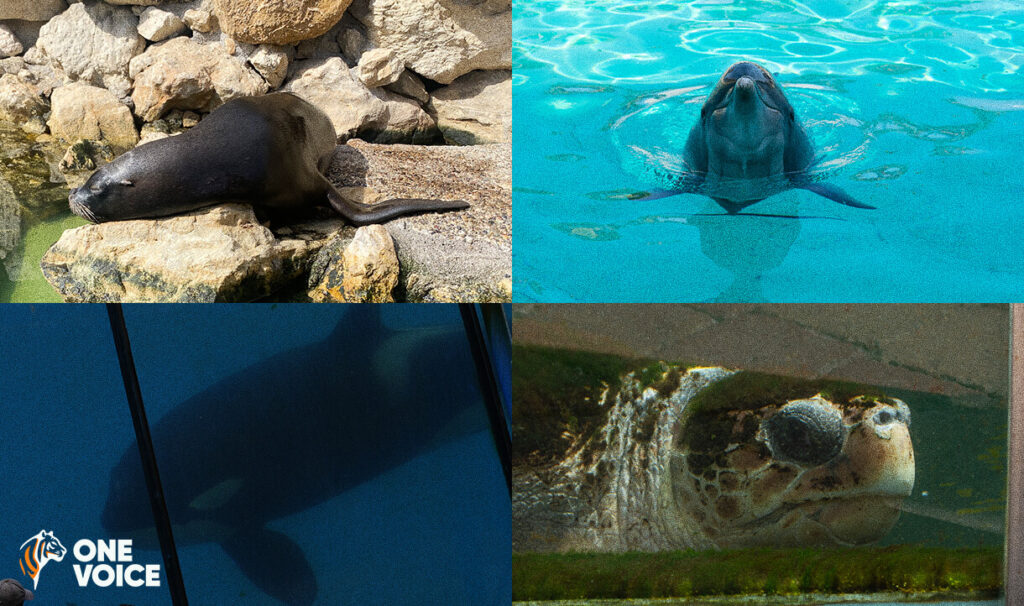 220 international organizations unite in front of Marineland in support ...