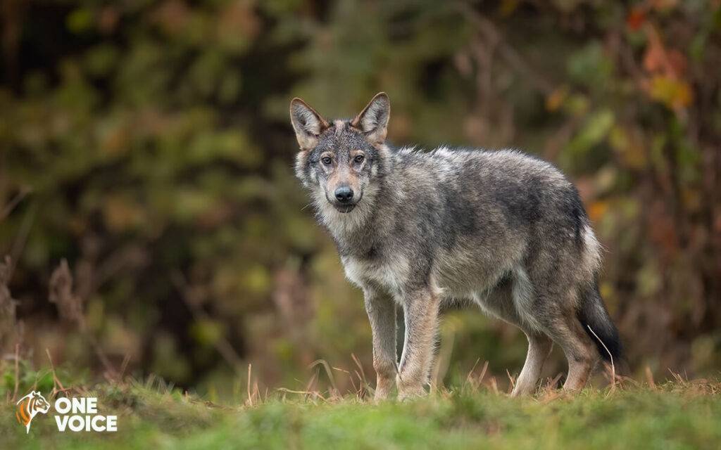 Strict wolf protection: 300 European NGOs co-sign a joint declaration ...