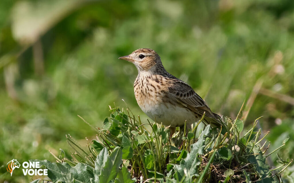 Traditional hunting: prefects always quick to flatter hunters at the ...