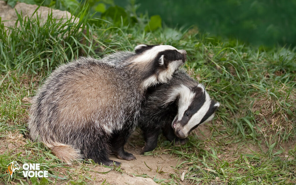 Unlimited badger massacre in the Tarn region: hearing on October 28 ...