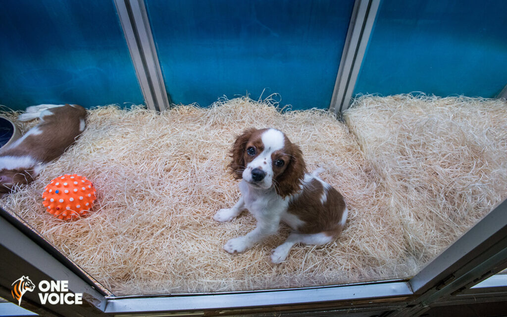 Towards an end to the sale of dogs and cats in pet shops throughout the European Union? - One voice