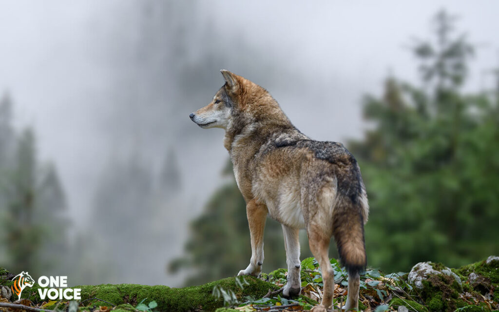 Our joint request on behalf of wolves to the European Court of Justice ...