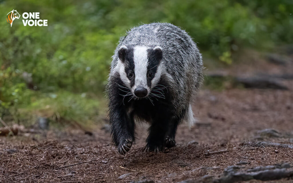 Underground badger hunting out of season: a practice that yields... and ...