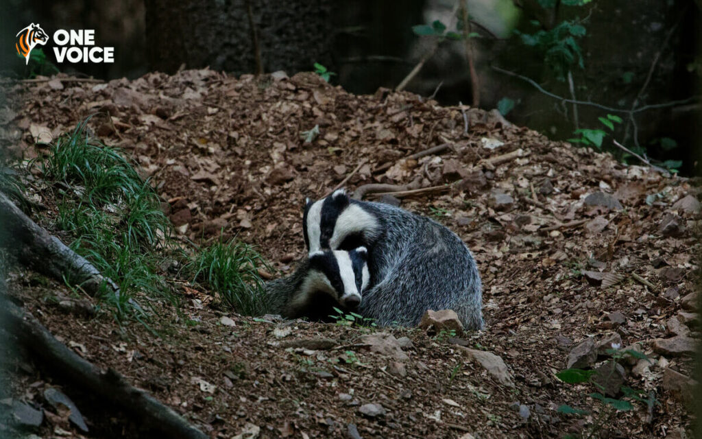 Underground hunting: hundreds of badgers saved and new hearings to come ...