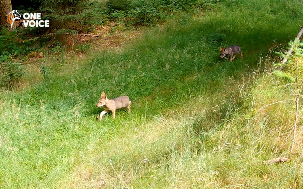 Rare birth of wolf cubs on the Millevaches plateau: a living treasure ...
