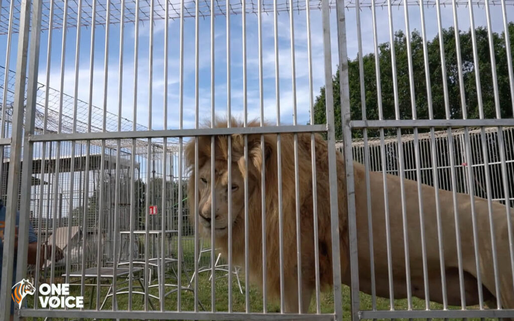 "Au Cœur des Félins" in the Tarn region: illegal breeding and ...