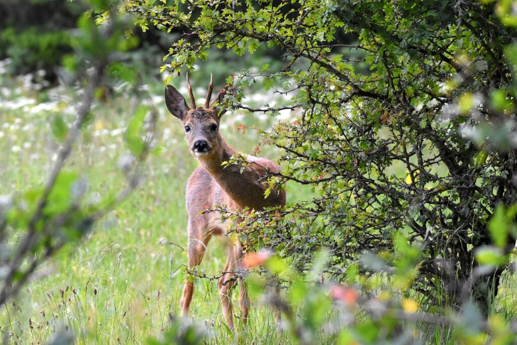 Does, stags, roe deers: slaughtering them in the name of forests - One ...